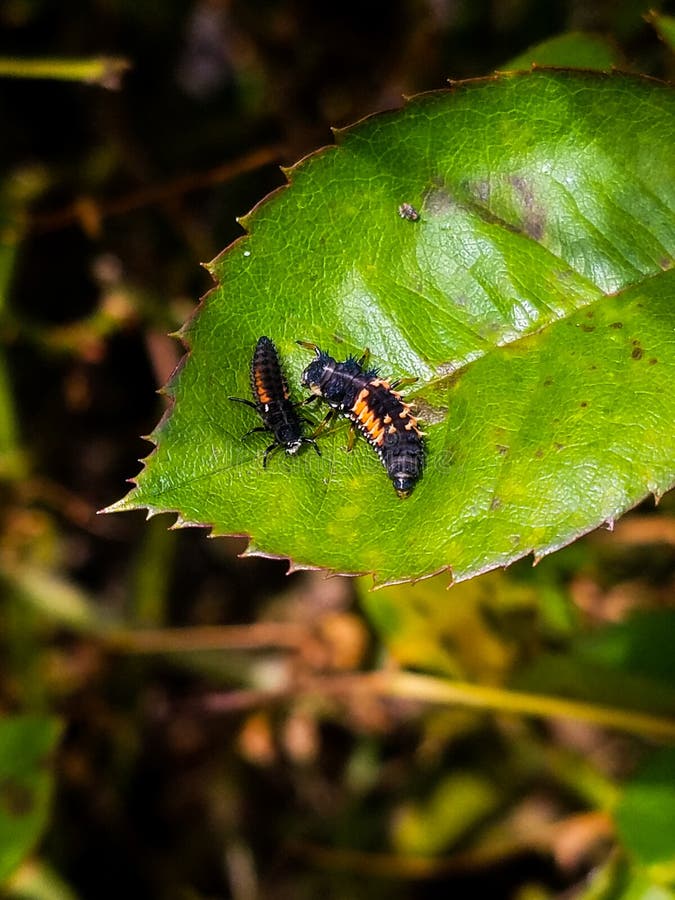 The Dance stock photo. Image of insects, bathing, dance - 103570254
