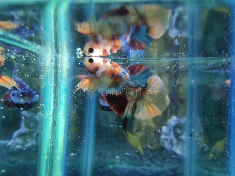 Dance on the water stock photo. Image of fish, light - 209180744