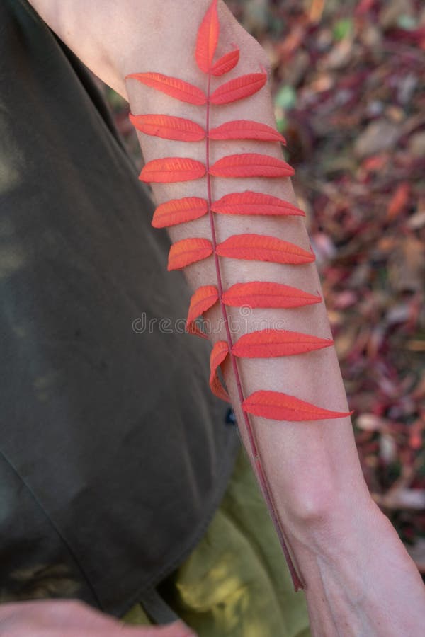 Dancer Hand, Red Leaves of a Plant Along the Hand Stock Photo - Image ...