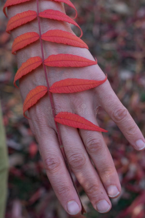 Dancer Hand, Red Leaves of a Plant Along the Hand Stock Photo - Image ...