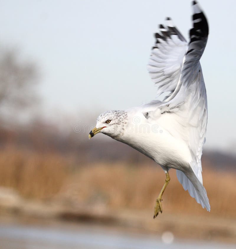 Dancing Seagull stock image. Image of white, yellow, dance - 23080267