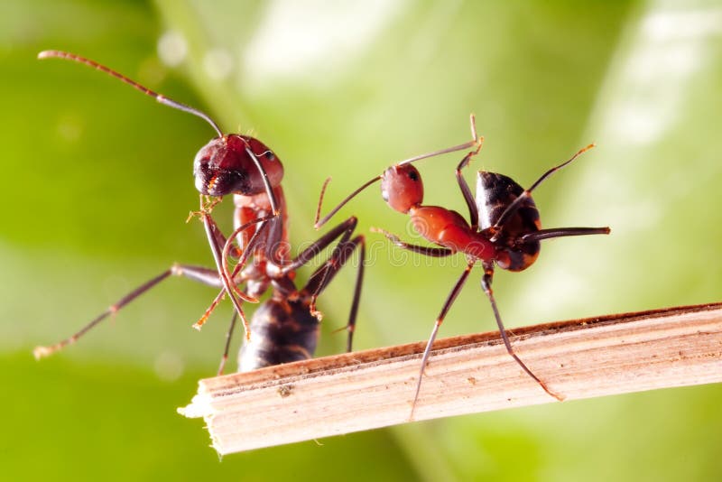 Dancing ANT stock photo. Image of dance, wildlife, black - 8722994