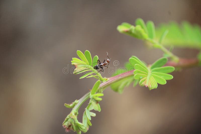 Dancing Ant stock photo. Image of dance, insect, dancing - 117297606
