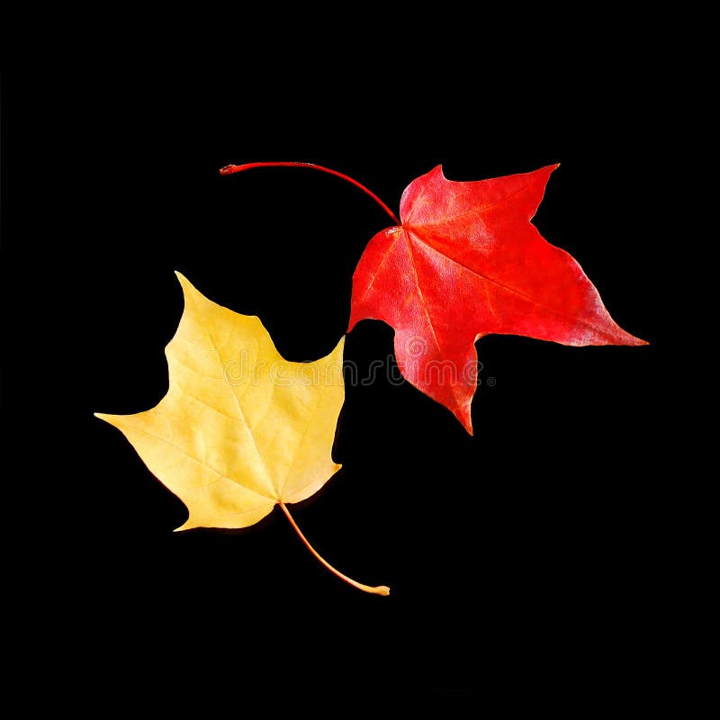 Dancing autumn leaves stock photo. Image of leaf, fall - 13198478