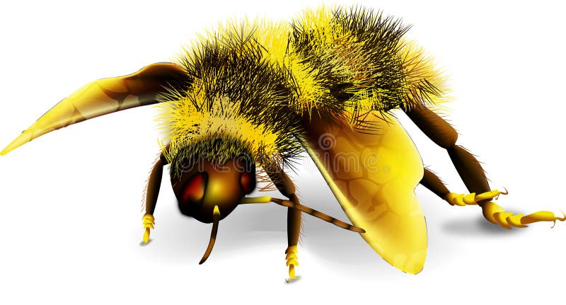 Bee Dancing stock vector. Illustration of pest, bumblebee - 11987436