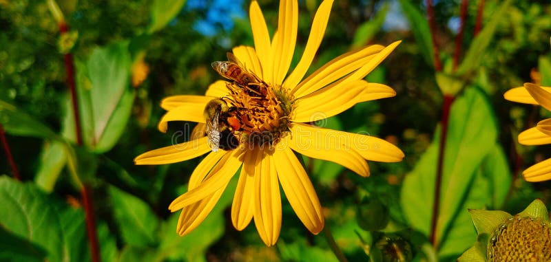 Dancing bee stock image. Image of leafs, dancing, bees - 156055315