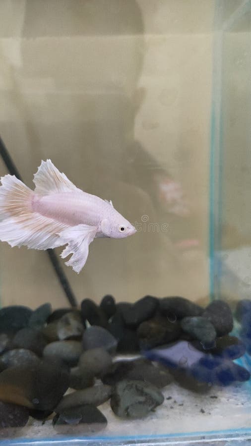 Dancing betta fish stock photo. Image of natural, aquarium - 318875908