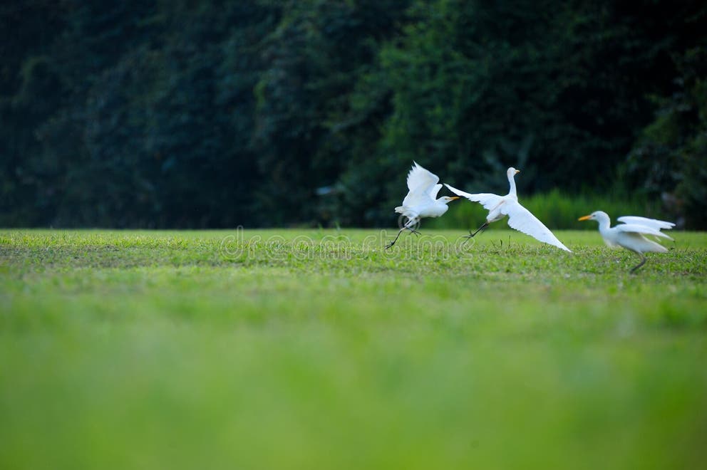 Dancing Birds stock photo. Image of national, travelling - 13045332
