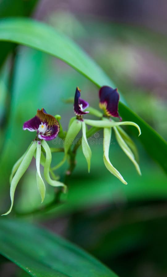 Dancing Black Orchids stock photo. Image of cochleata - 291027948