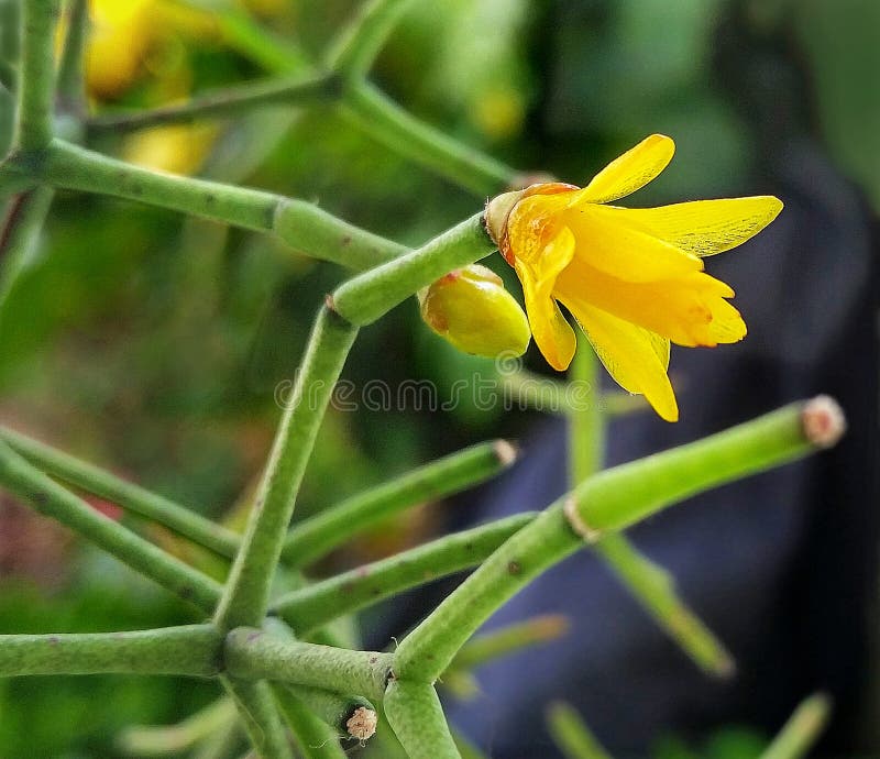 Dancing bones cactus stock photo. Image of cactus, macrophotography ...