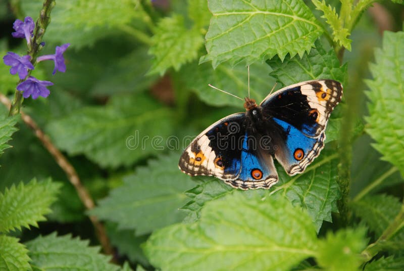 Dancing butterfly woman stock image. Image of performance - 33592363