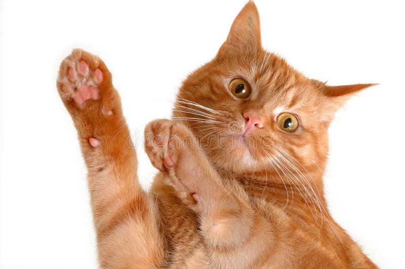 Dancing cat stock image. Image of look, ears, cats, cute - 2517961