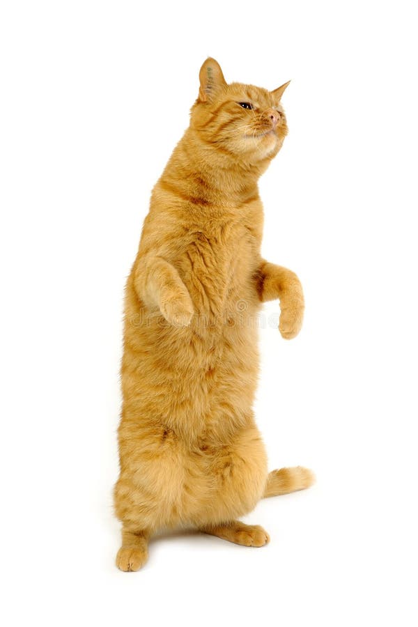 Dancing cat stock image. Image of look, ears, cats, cute - 2517961