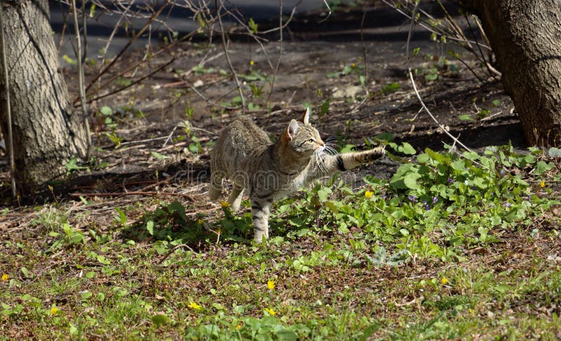 Dancing cat stock image. Image of fall, animal, mammal - 203045869