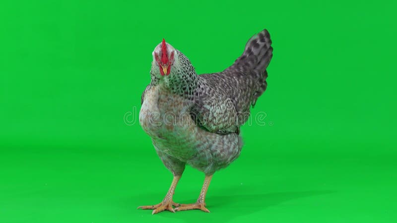 Dancing Chicken on Green Screen Stock Footage - Video of screen ...
