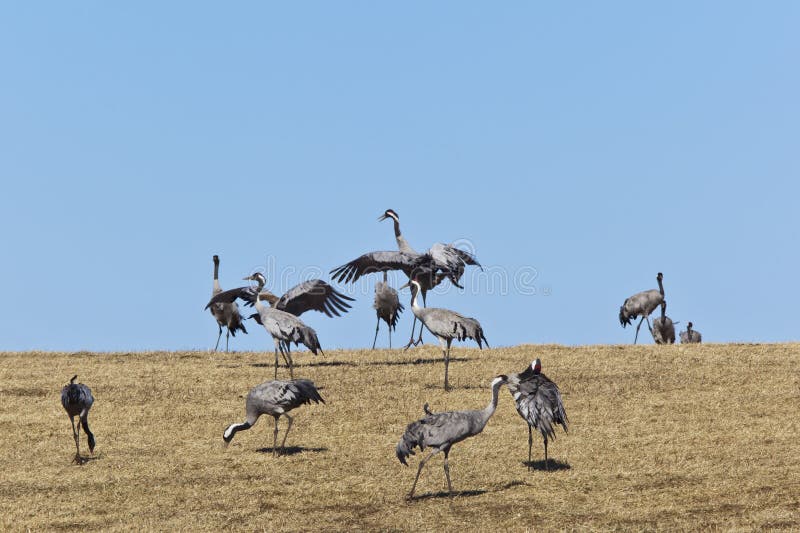Two Common Cranes (grus Grus) in Flight with Spread Wings Stock Image ...