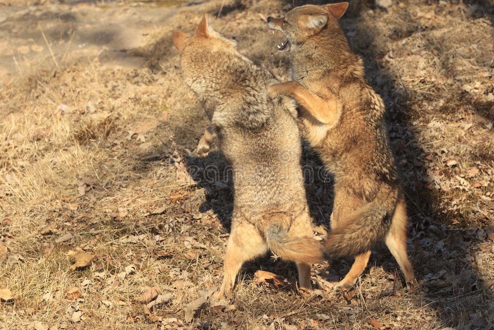 Dancing coyotes stock image. Image of fighting, animal - 38644101