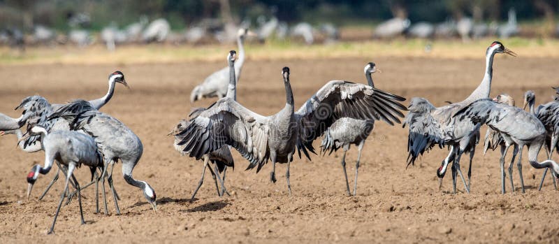 Dancing Cranes on Arable Field. Common Crane or Eurasian Crane ...