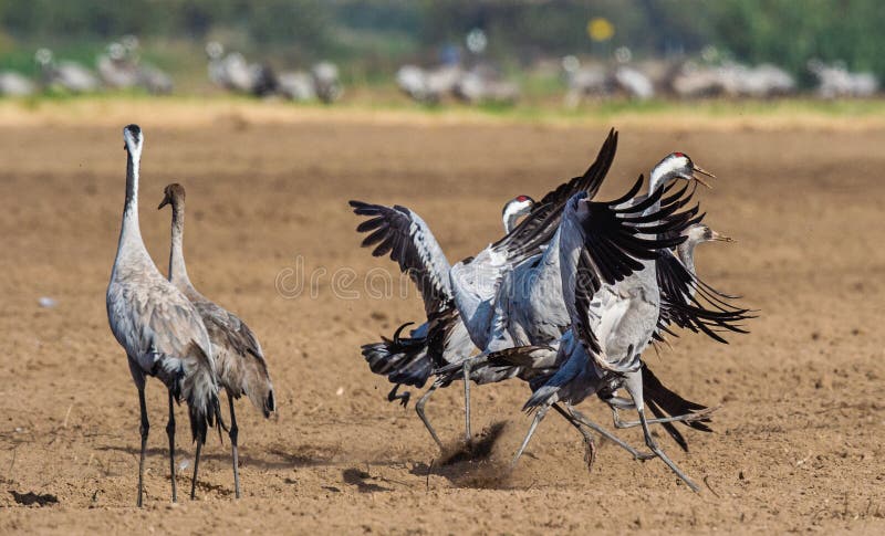 Dancing Cranes in Arable Field. Common Crane or Eurasian Crane Stock ...