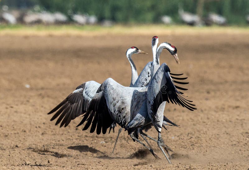 Dancing Cranes in Arable Field. Common Crane or Eurasian Crane Stock ...