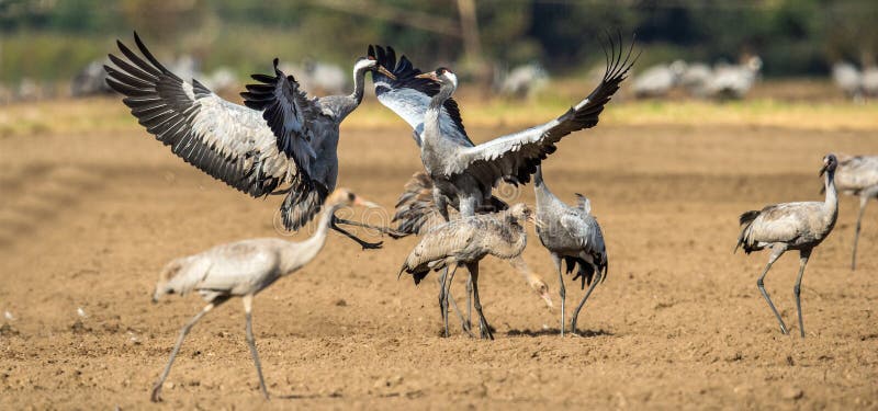 Dancing Eurasian Cranes in Arable Field. Stock Photo - Image of ...