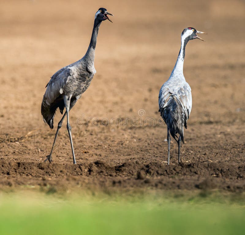 Dancing Cranes in Arable Field. Common Crane, Scientific Name: Grus ...