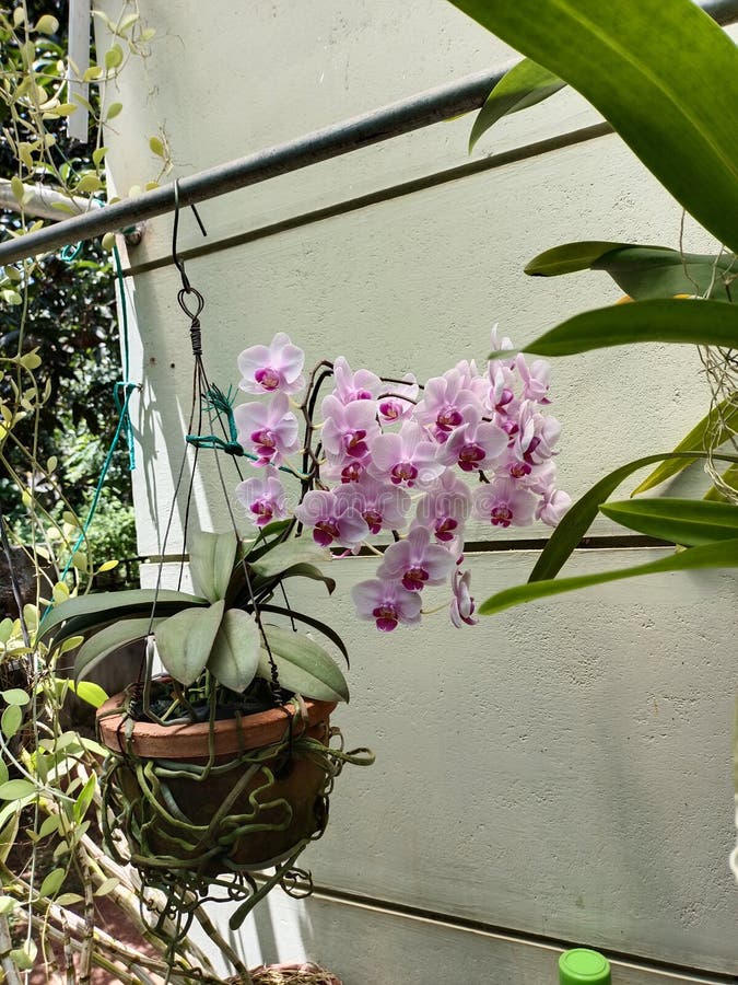 Dancing cute pink beauty stock image. Image of dancing - 253064483