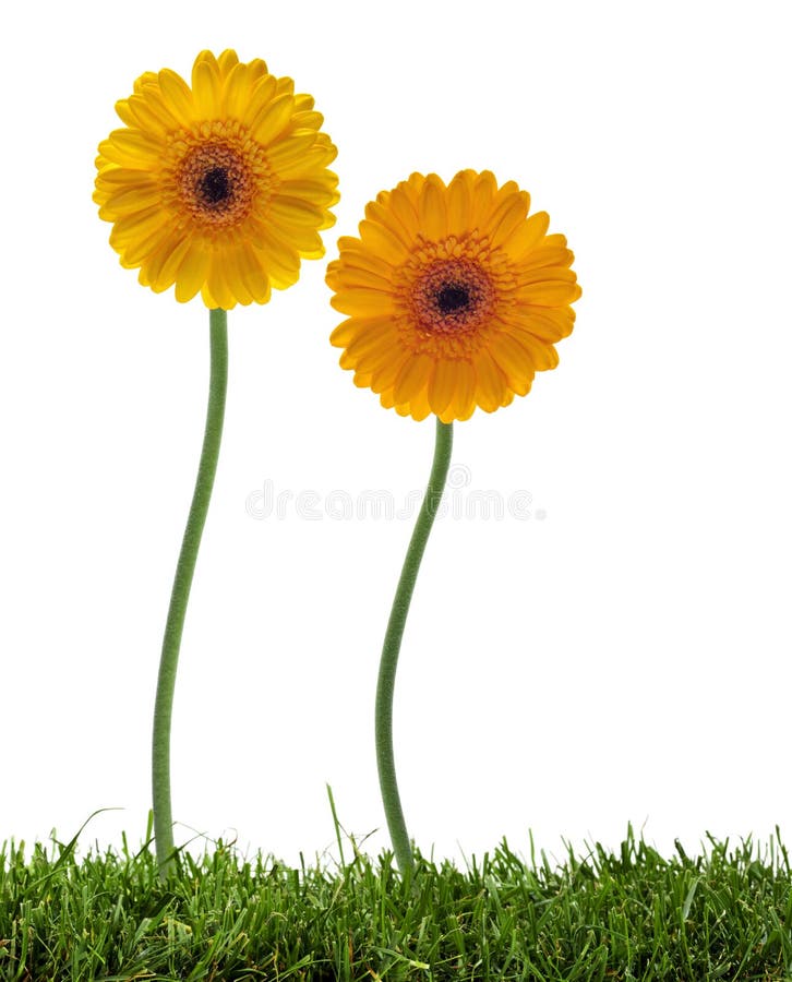 Lawn with Daisies and Soil Cross-section Isolated Stock Photo - Image ...