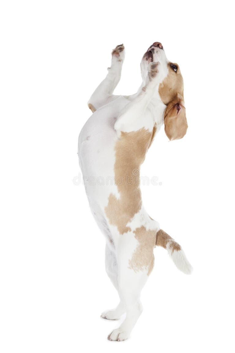 2,461 Dancing Dog Stock Photos - Free & Royalty-Free Stock Photos from ...