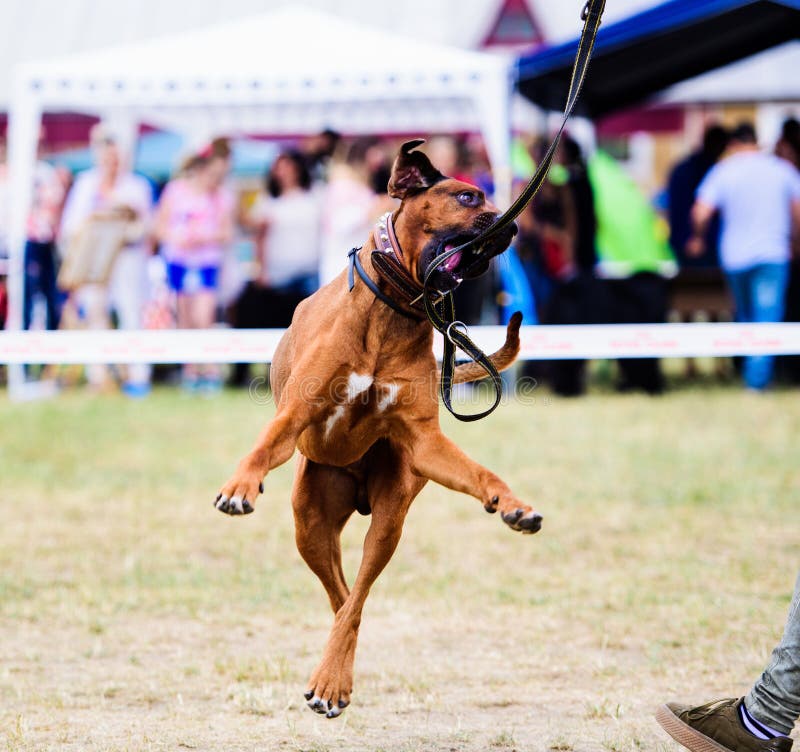 Dancing Dog. Funny Dog Jumps and Enjoys Life Stock Image - Image of ...