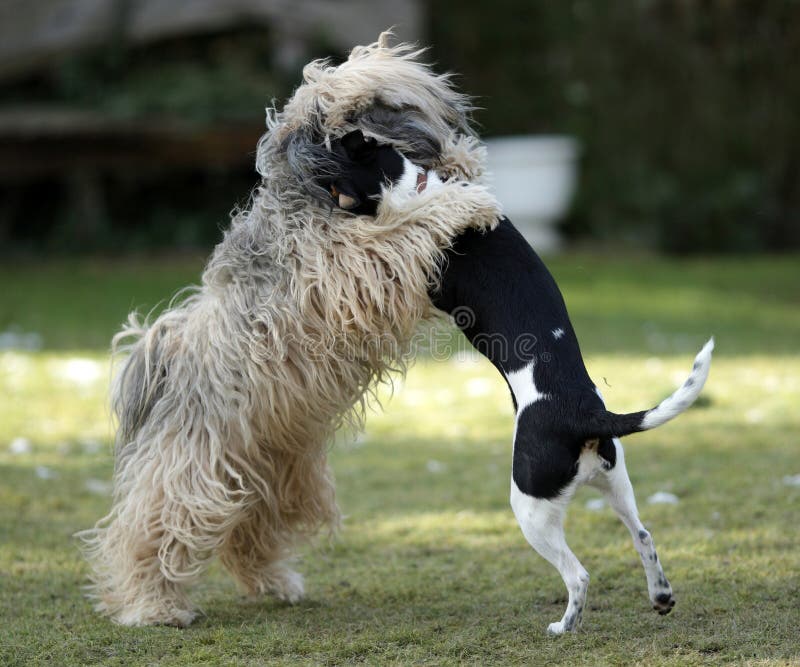 Dancing dogs stock image. Image of dance, activity, dancing - 9791253
