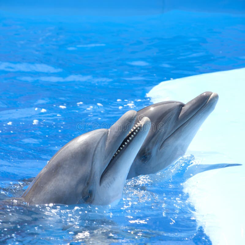 Two dancing dolphins stock photo. Image of candid, close - 16548992