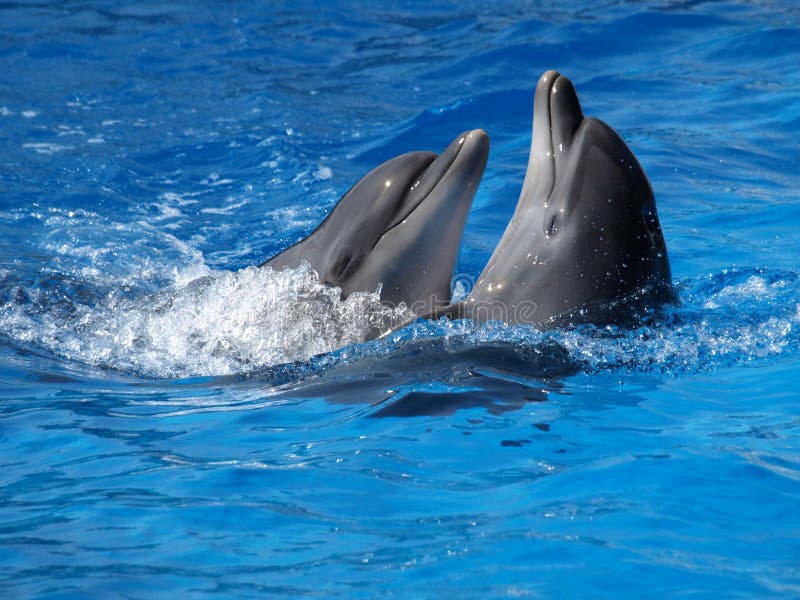 Dancing dolphins stock photo. Image of dance, blue, animal - 21423060