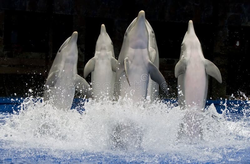 Dolphins Show With Dancing Dolphins Stock Photo - Image of dolphinarium ...