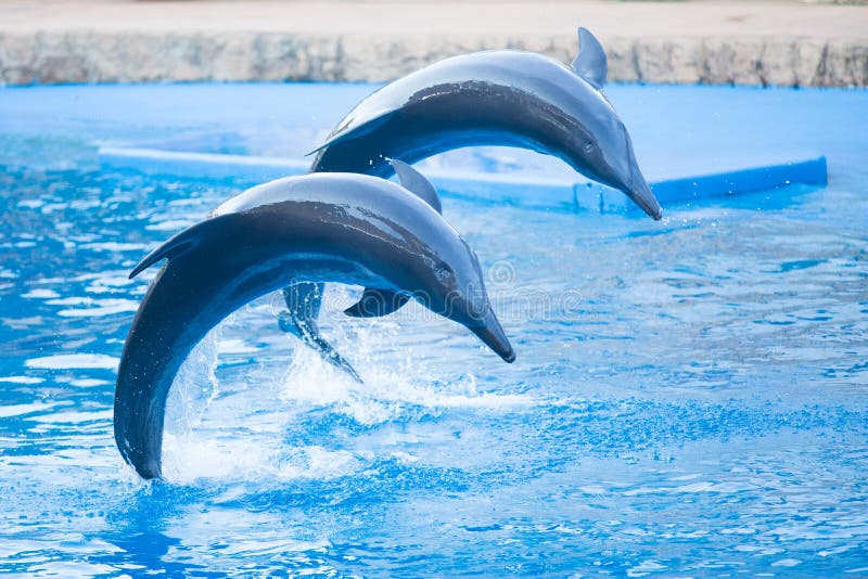 Dancing dolphins stock image. Image of splashing, south - 32780901