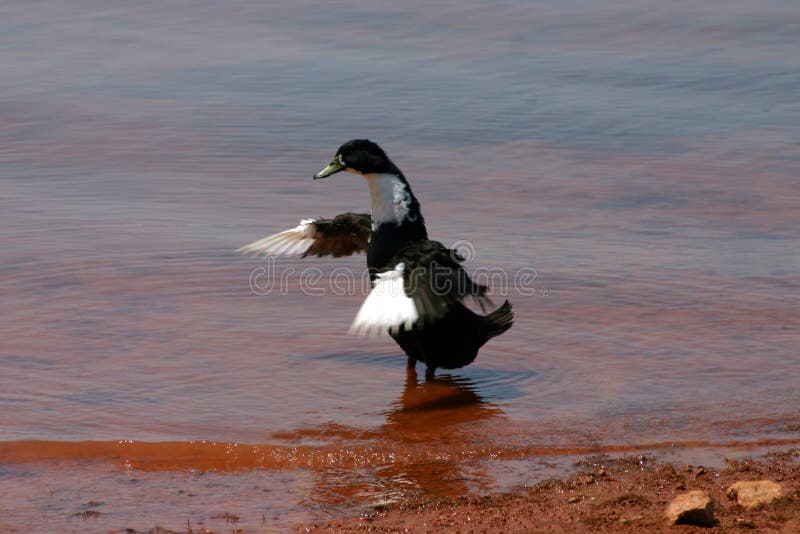 Dancing Duck stock image. Image of quack, water, park, wings - 203971