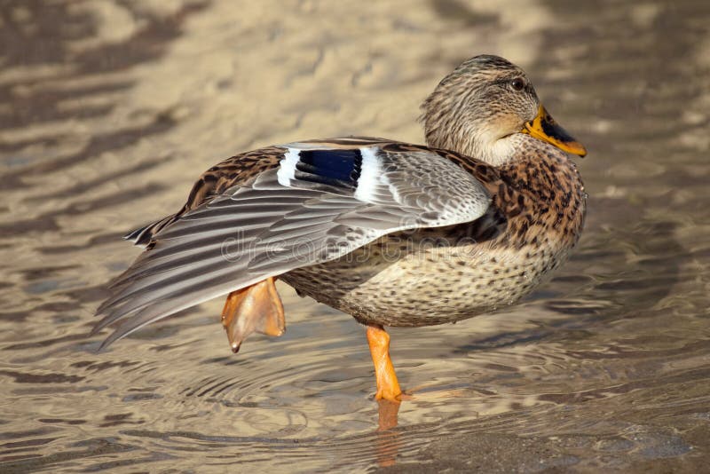 Dancing duck stock image. Image of water, river, aquatic - 27612177