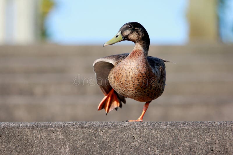 Two To Be One, Ducks Dancing Stock Image - Image of konstanz, france ...