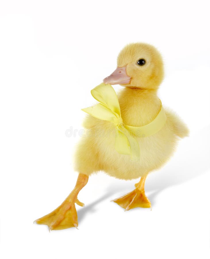 Cute Duck. Yellow Ducklings. Duck is Waterfowl Family Stock Photo ...