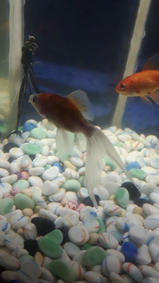 Dancing fish stock photo. Image of love, like, peace - 122797056