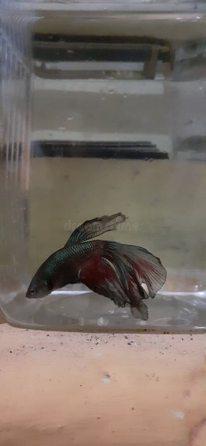 Dancing fish lovers stock image. Image of wing, wall - 222632527