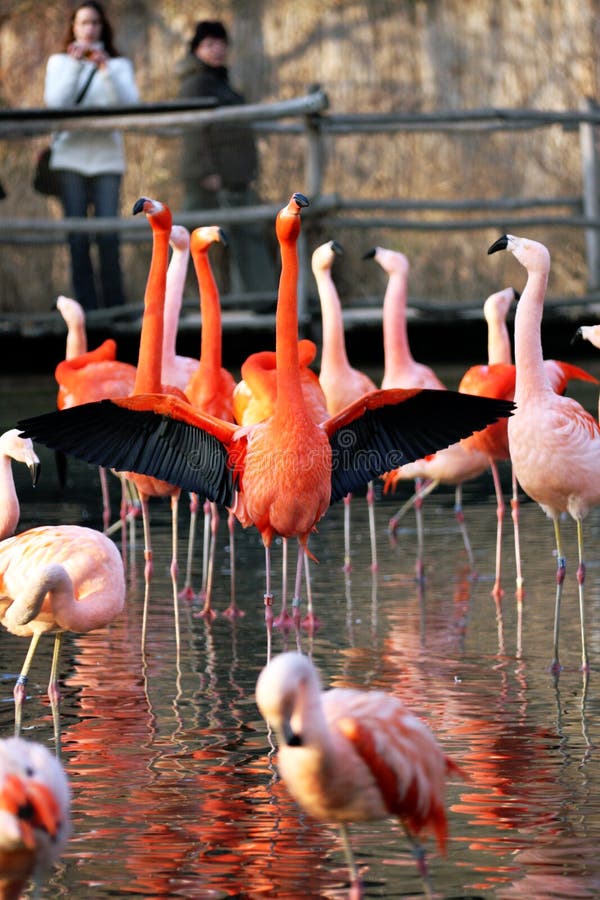 Dancing Flamingo stock photo. Image of colours, aves, bill - 6309738