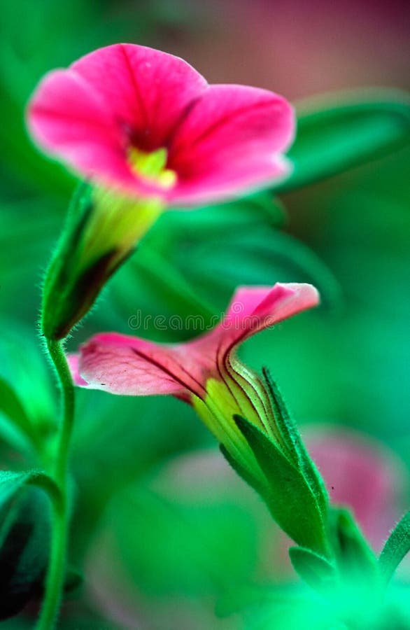 Sunflowers stock image. Image of agriculture, station, sunflower - 126625