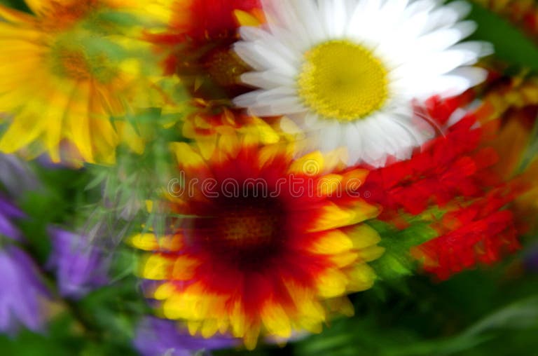 Dancing Flowers (Fall Colors) Stock Photo - Image of flower, colorful ...