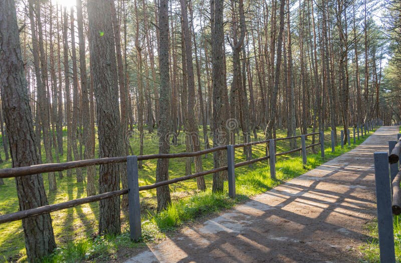 Dancing Forest on the Curonian Spit Stock Image - Image of kaliningrad ...