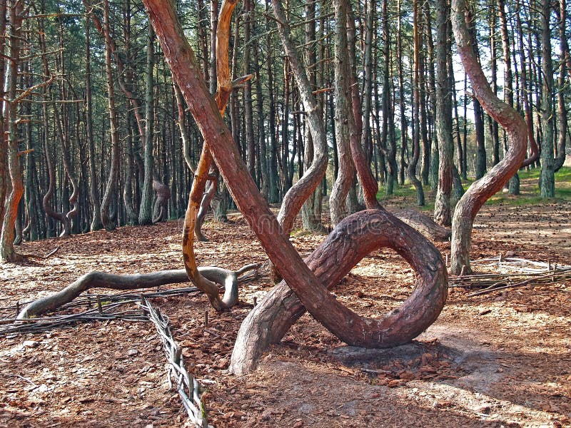 `Dancing Forest` on the Curonian Spit. Kaliningrad Region Stock Photo ...