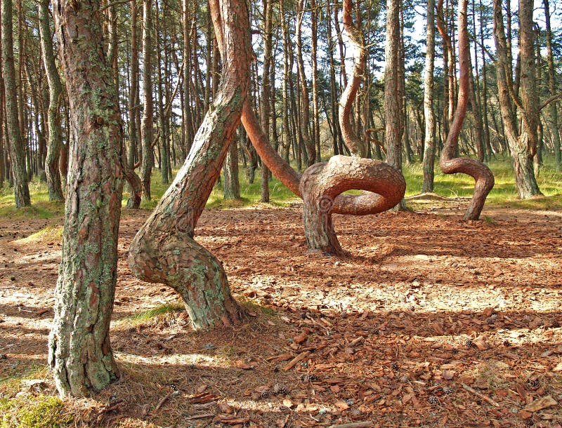 `Dancing Forest` on the Curonian Spit. Kaliningrad Region Stock Photo ...