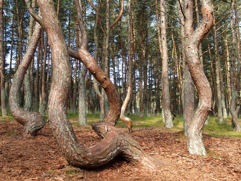 `Dancing Forest` on the Curonian Spit. Kaliningrad Region Stock Image ...