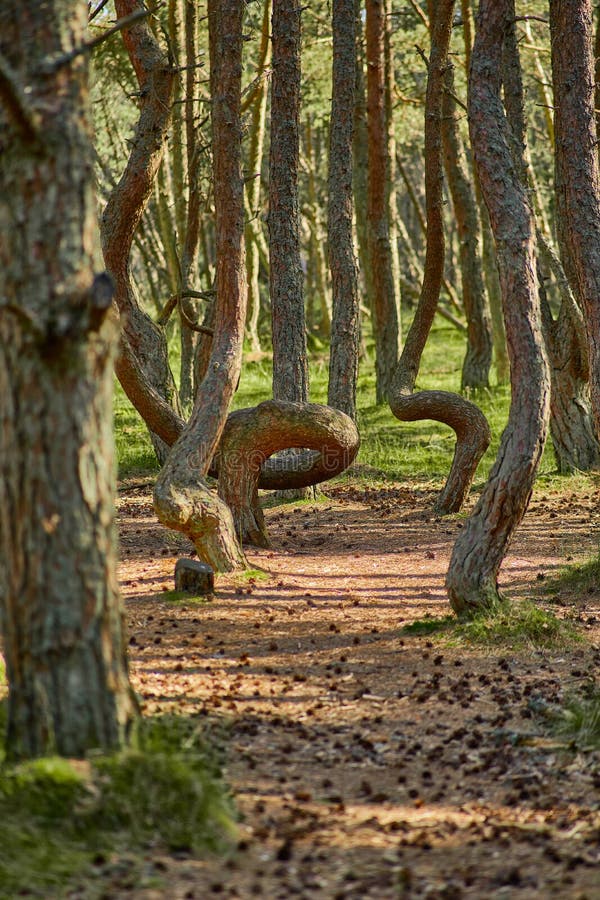 Dancing Forest on the Curonian Spit of the Kaliningrad Region. Stock ...