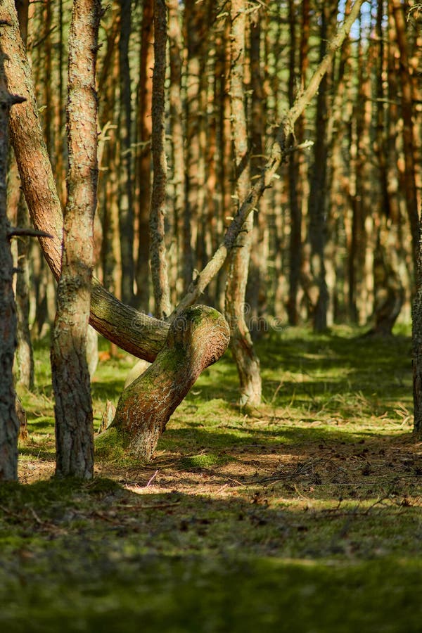 Dancing Forest on the Curonian Spit of the Kaliningrad Region. Stock ...